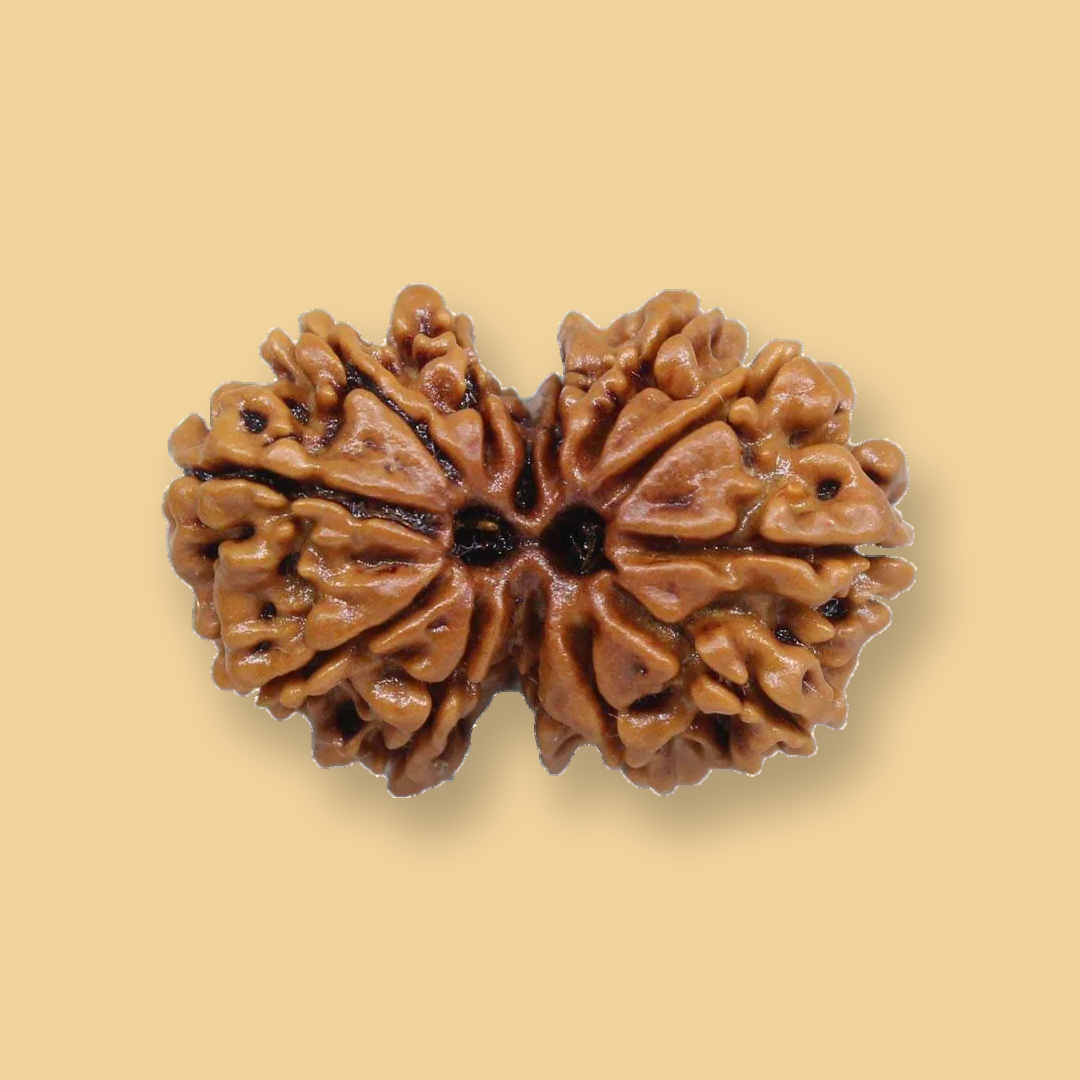 Original Gauri Shankar Rudraksha - Dr.Jain's Vastu